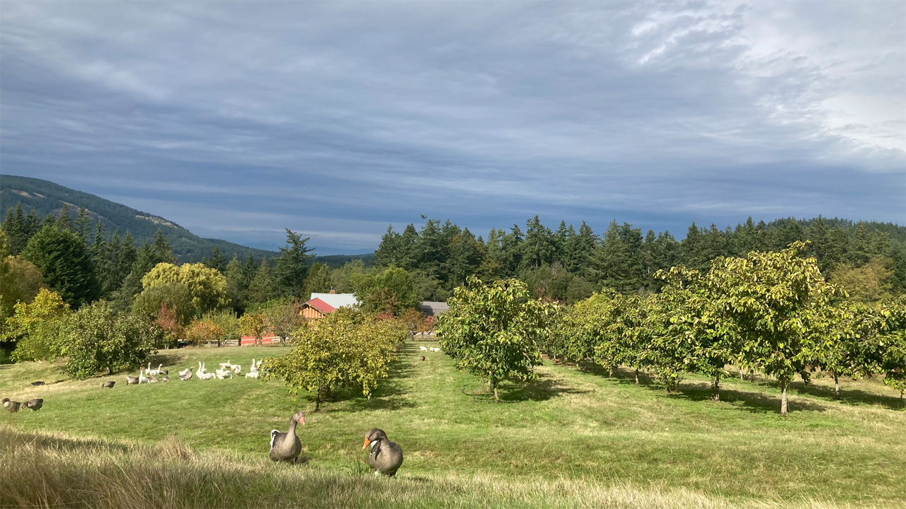 Orcas Island Farm | Once In A Blue Moon Farm | Agritourism | Farm Fresh ...